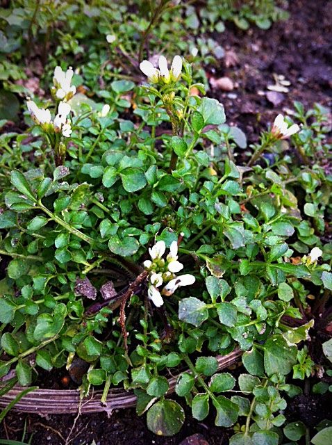 Shotweed, cardamine hirsuta, in Seattle gardens | Ecoyards