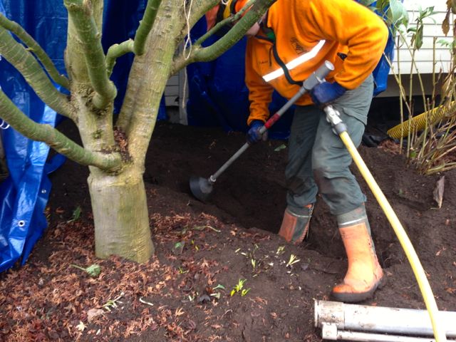 Air excavating tree roots to safely transplant | Ecoyards